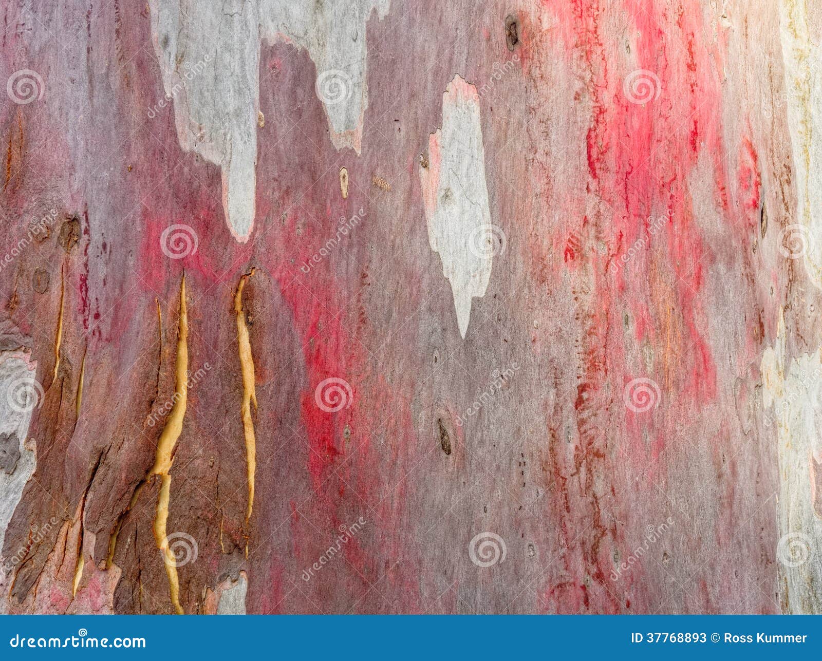 Colorful gum tree bark stock image. Image of brown, bark - 37768893