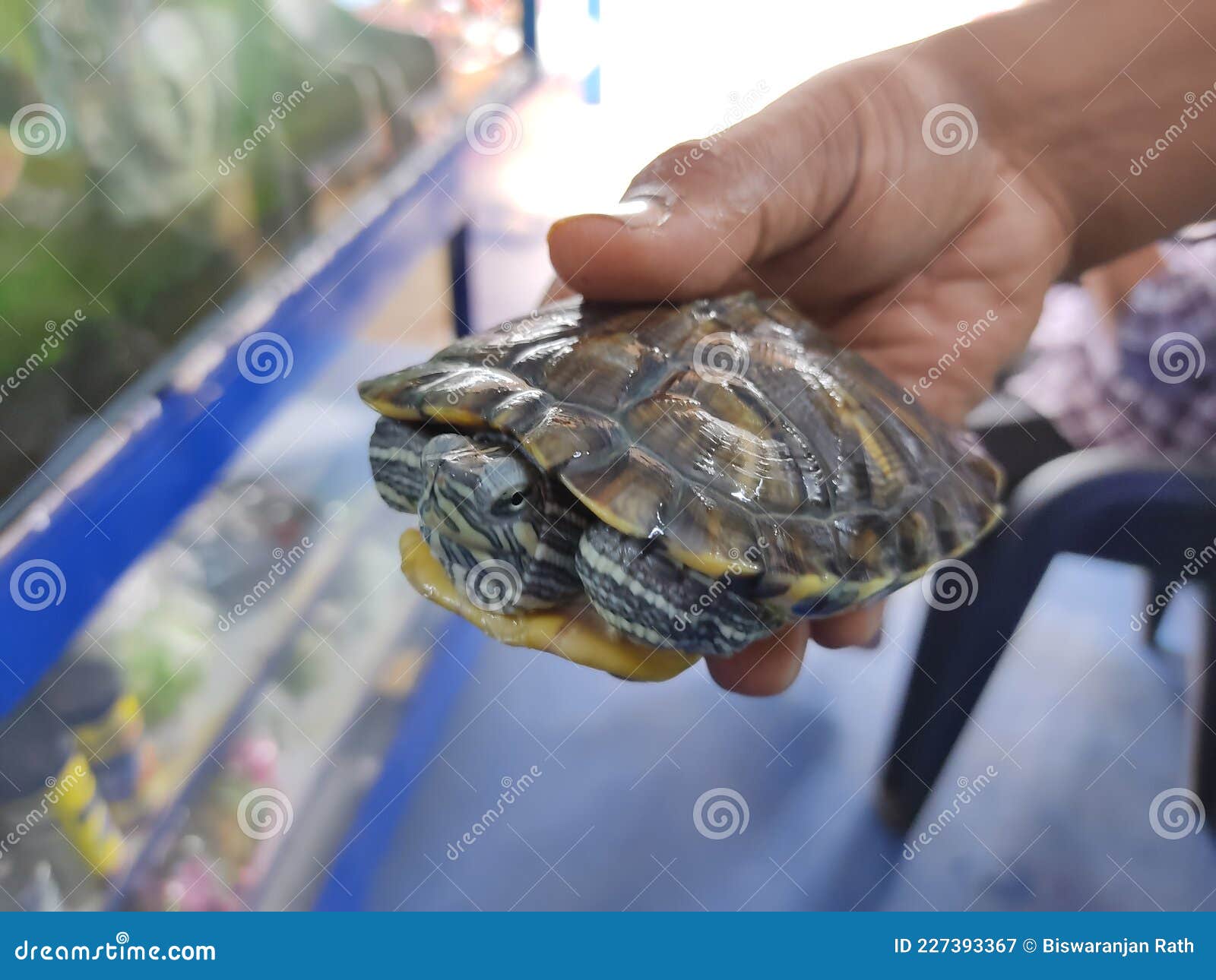 Colorful Hard Shell Turtle in Hand in Nice Blur Background Hd Stock ...