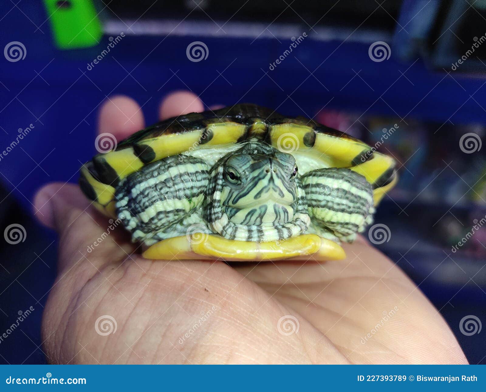 Colorful Hard Shell Turtle in Hand in Nice Blur Background Hd Stock ...