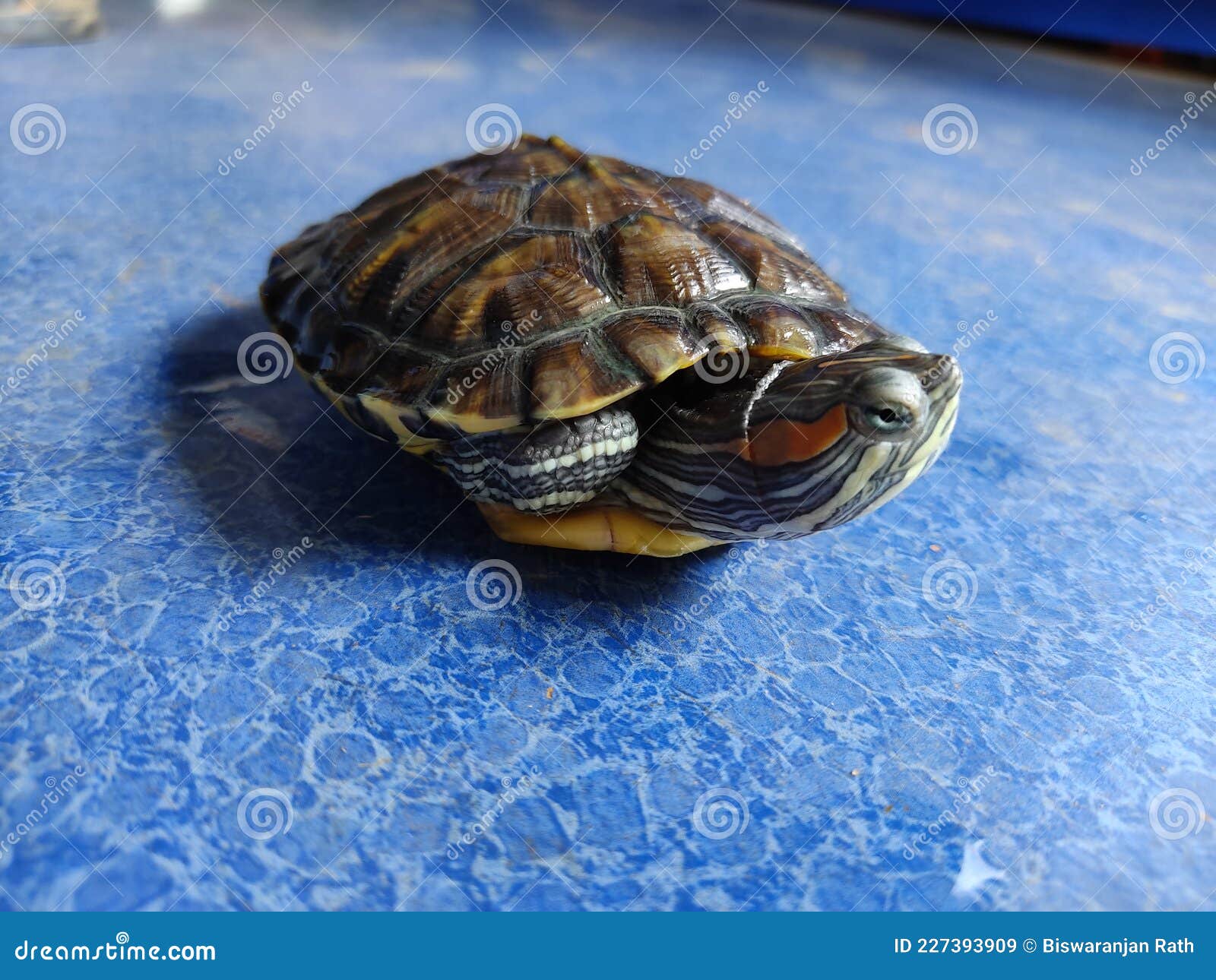 Colorful Hard Shell Turtle in Nice Blur Background Hd Stock Image ...