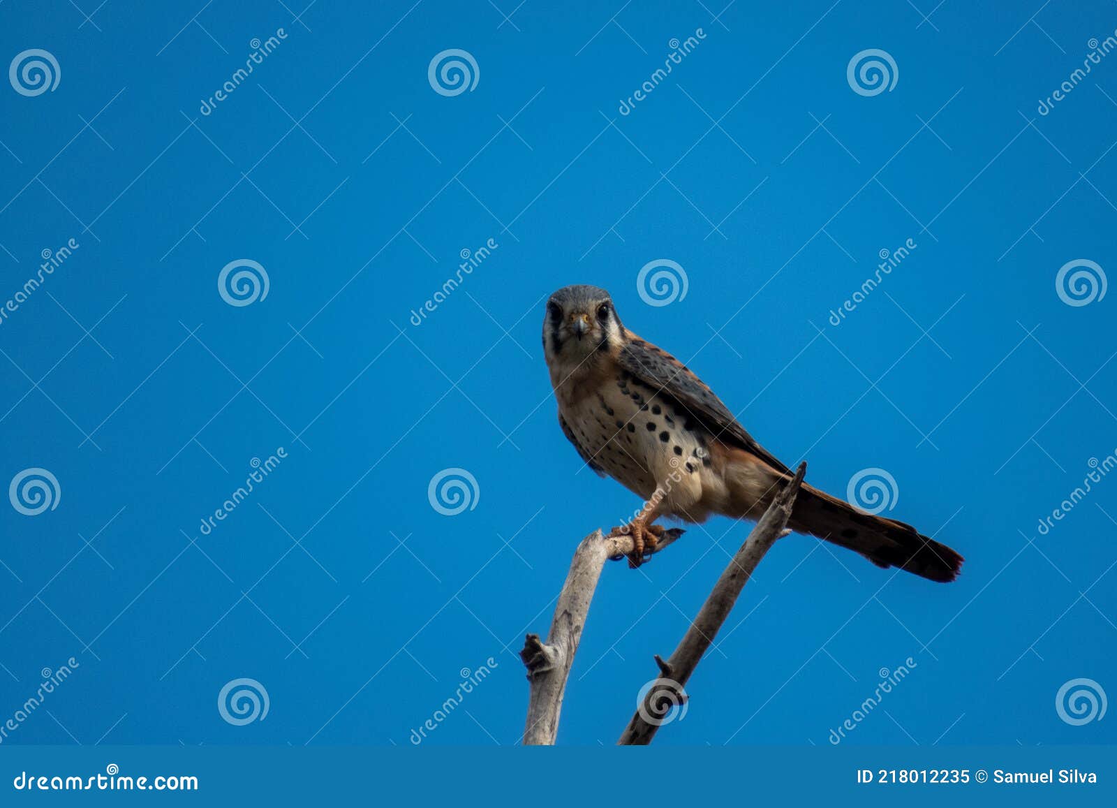 Colorful Hawk watching stock image. Image of branch - 218012235