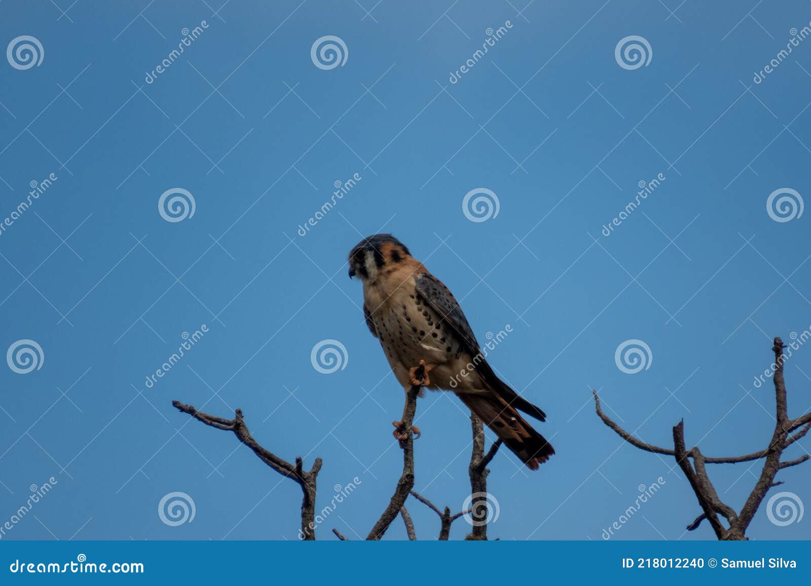 Colorful Hawk watching stock photo. Image of brown, naturen - 218012240