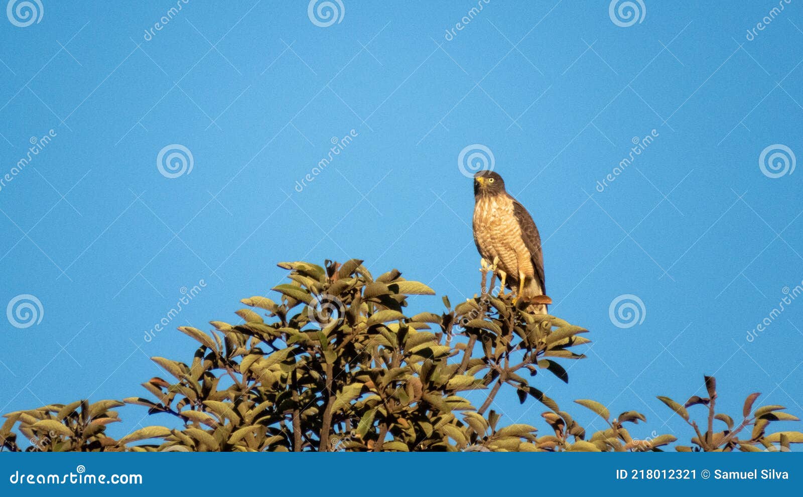 Colorful Hawk watching stock image. Image of wing, parrotbird - 218012321
