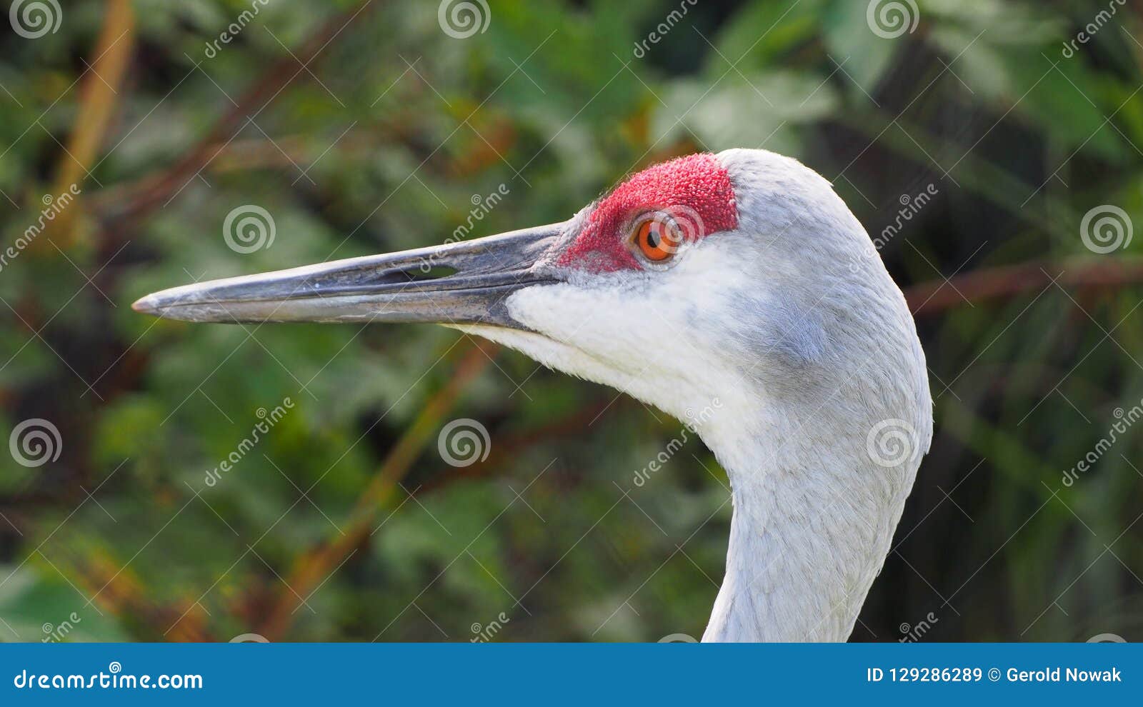 Colorful head of a crane stock image. Image of looking - 129286289