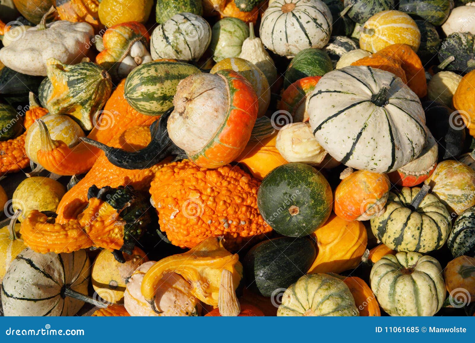 Colorful Heap of Assorted Pumpkins Stock Image - Image of vegetable ...