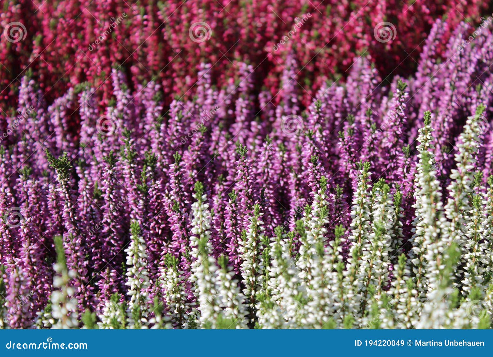 Colorful Heather in the Garden Stock Image - Image of decoration ...