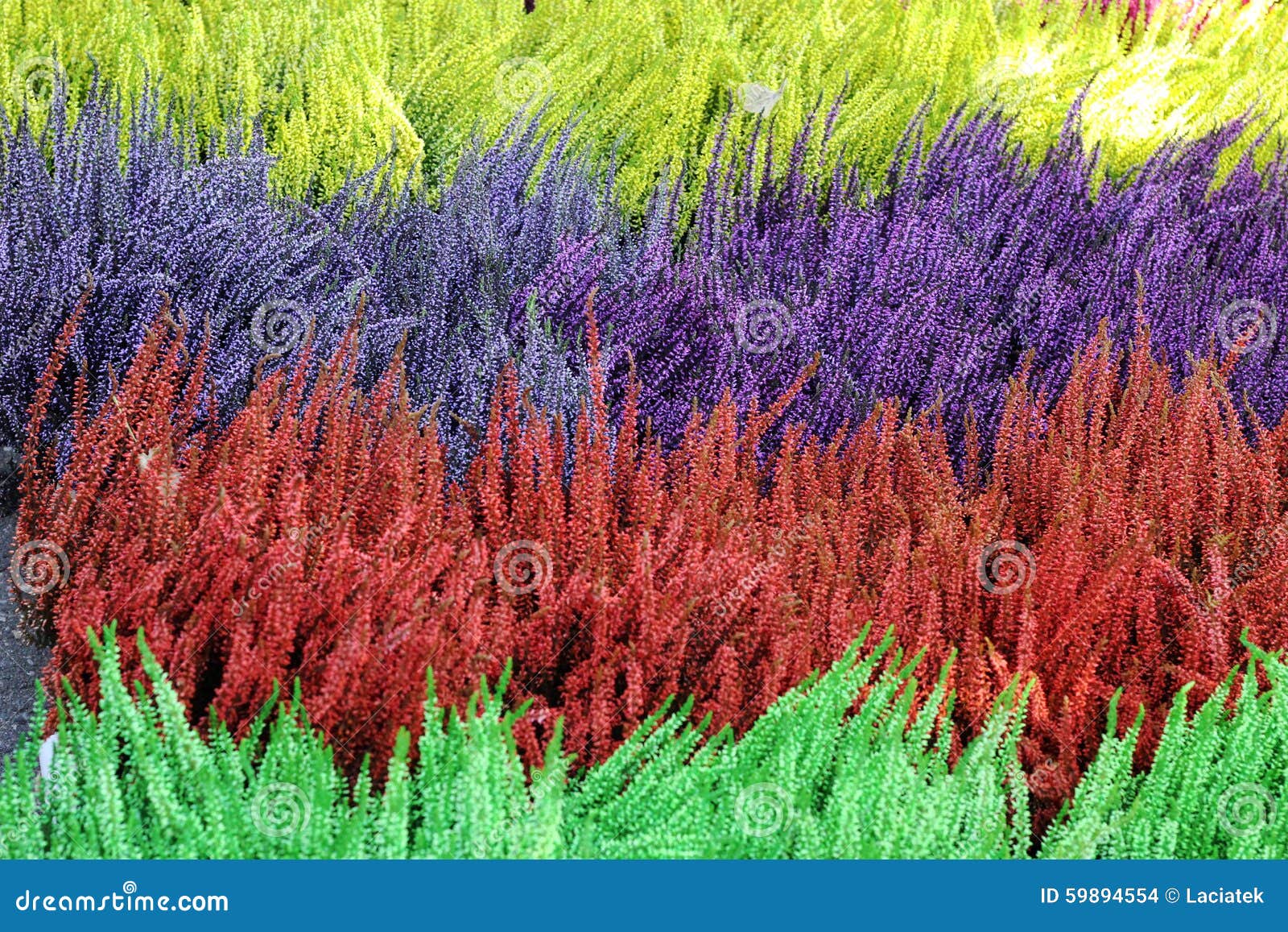 Colorful heathers stock photo. Image of colors, eggplant - 59894554