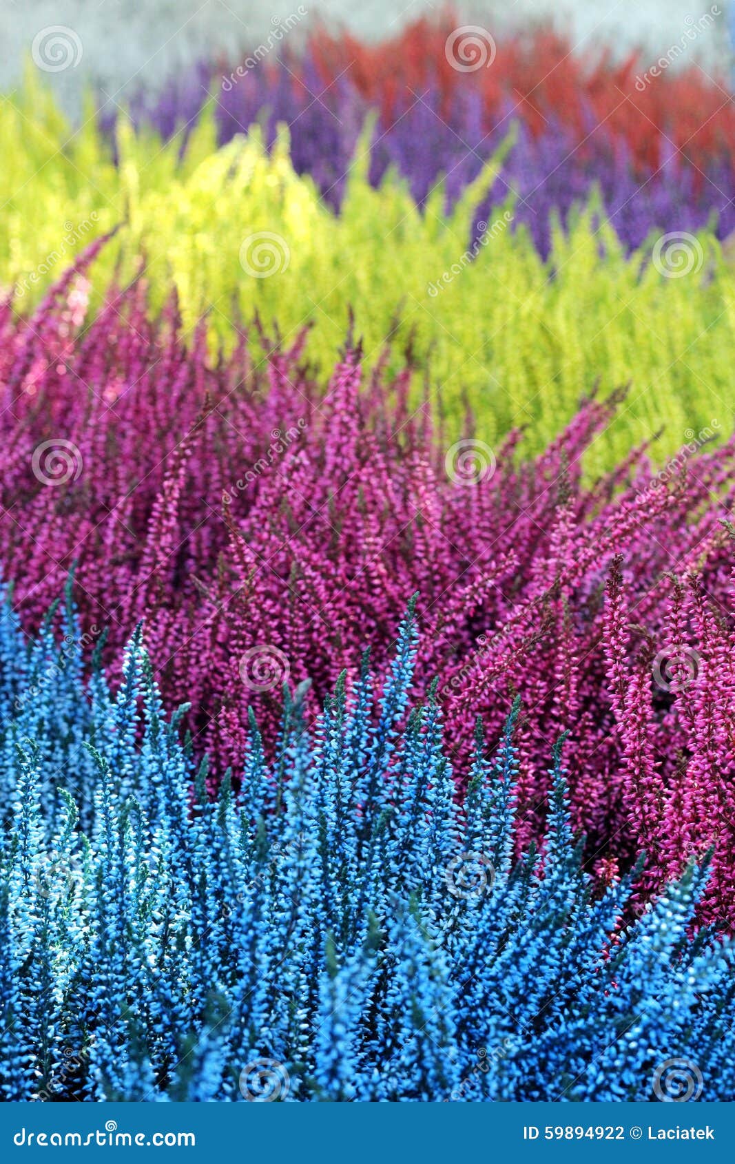 Colorful heathers stock photo. Image of people, colourful - 59894922