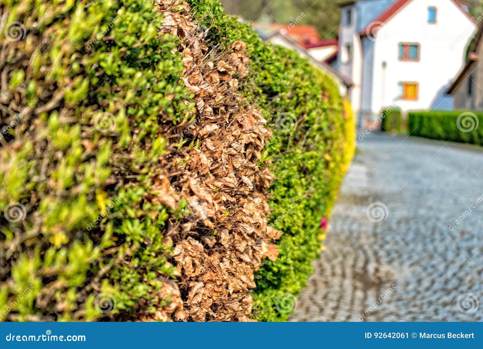 Colorful Hedge Grows on the Side of the Road Stock Image - Image of ...