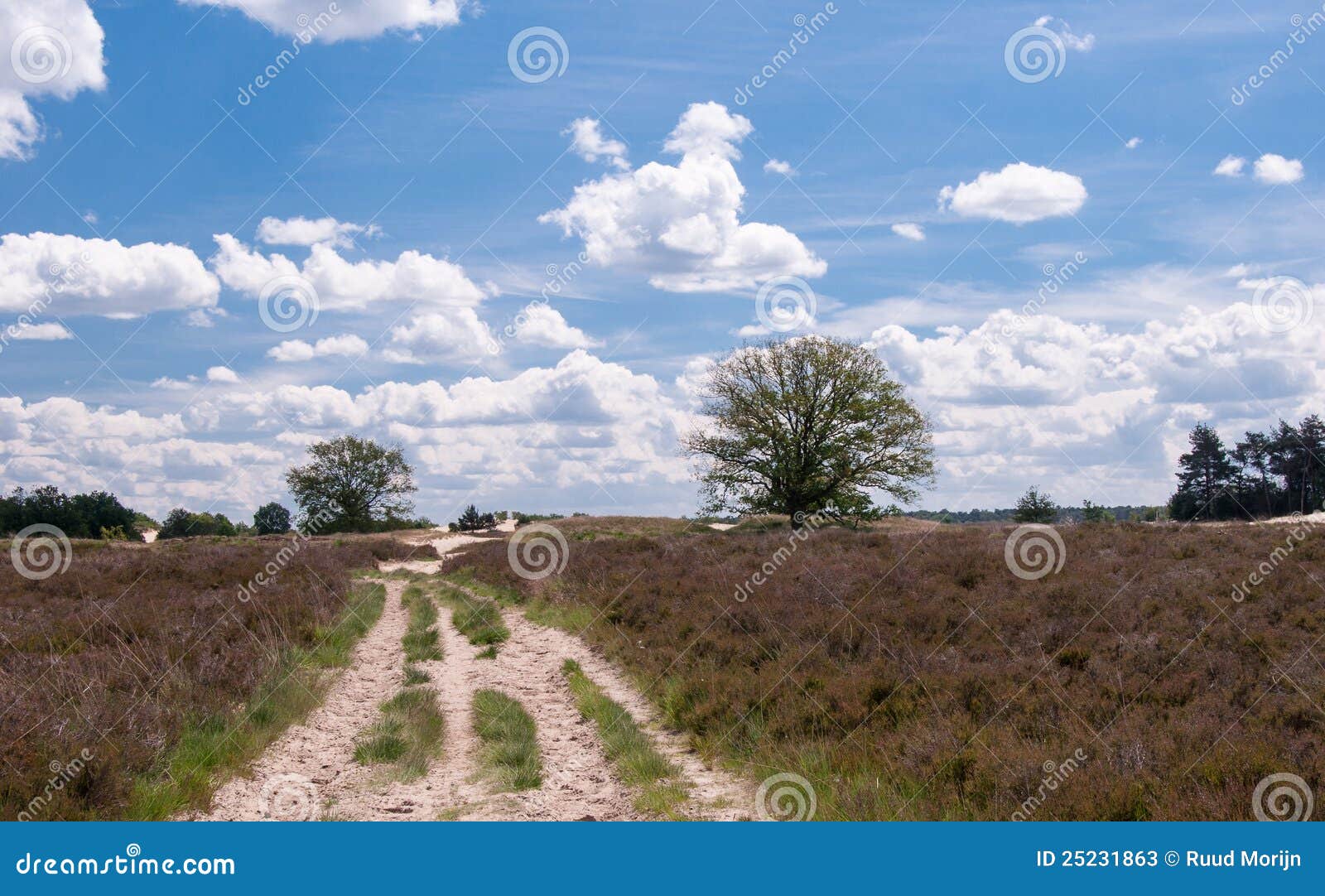 Colorful Heith Landscape in a Nature Reserve. Stock Image - Image of ...
