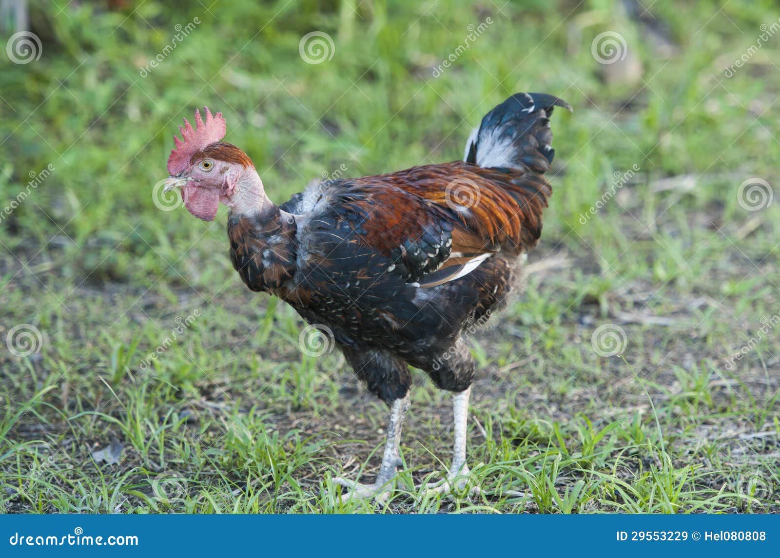 Colorful young rooster stock image. Image of rooster - 29553229