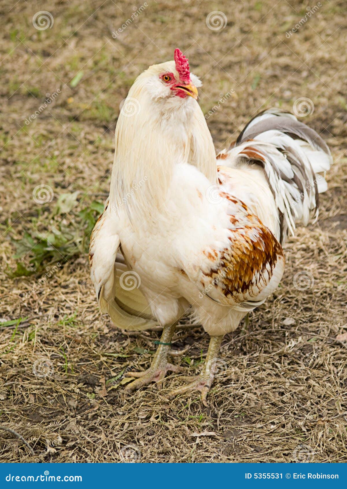 Colorful Hen stock image. Image of bird, holiday, animal - 5355531