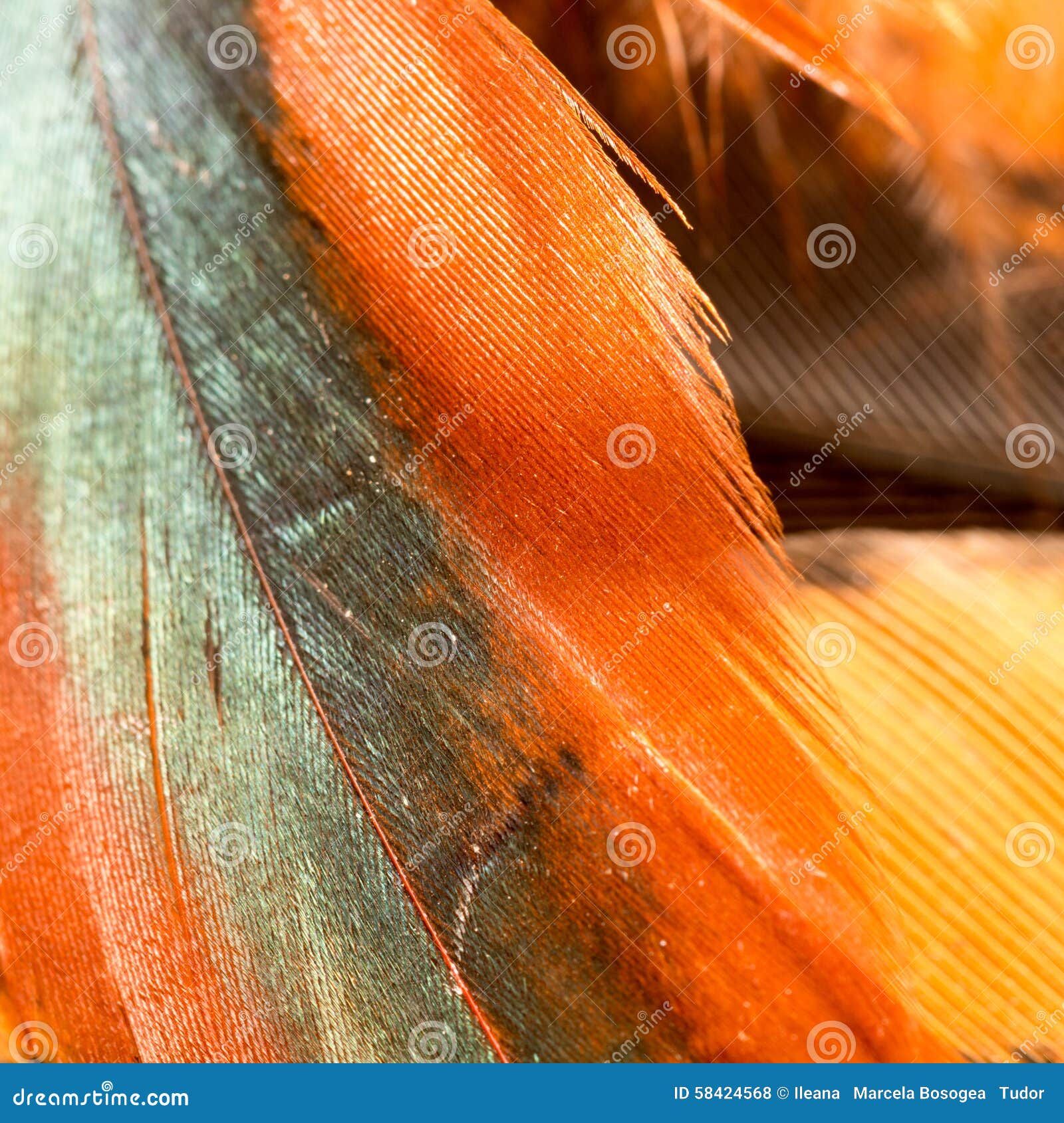Colorful hen feather stock photo. Image of colorful, animal - 58424568