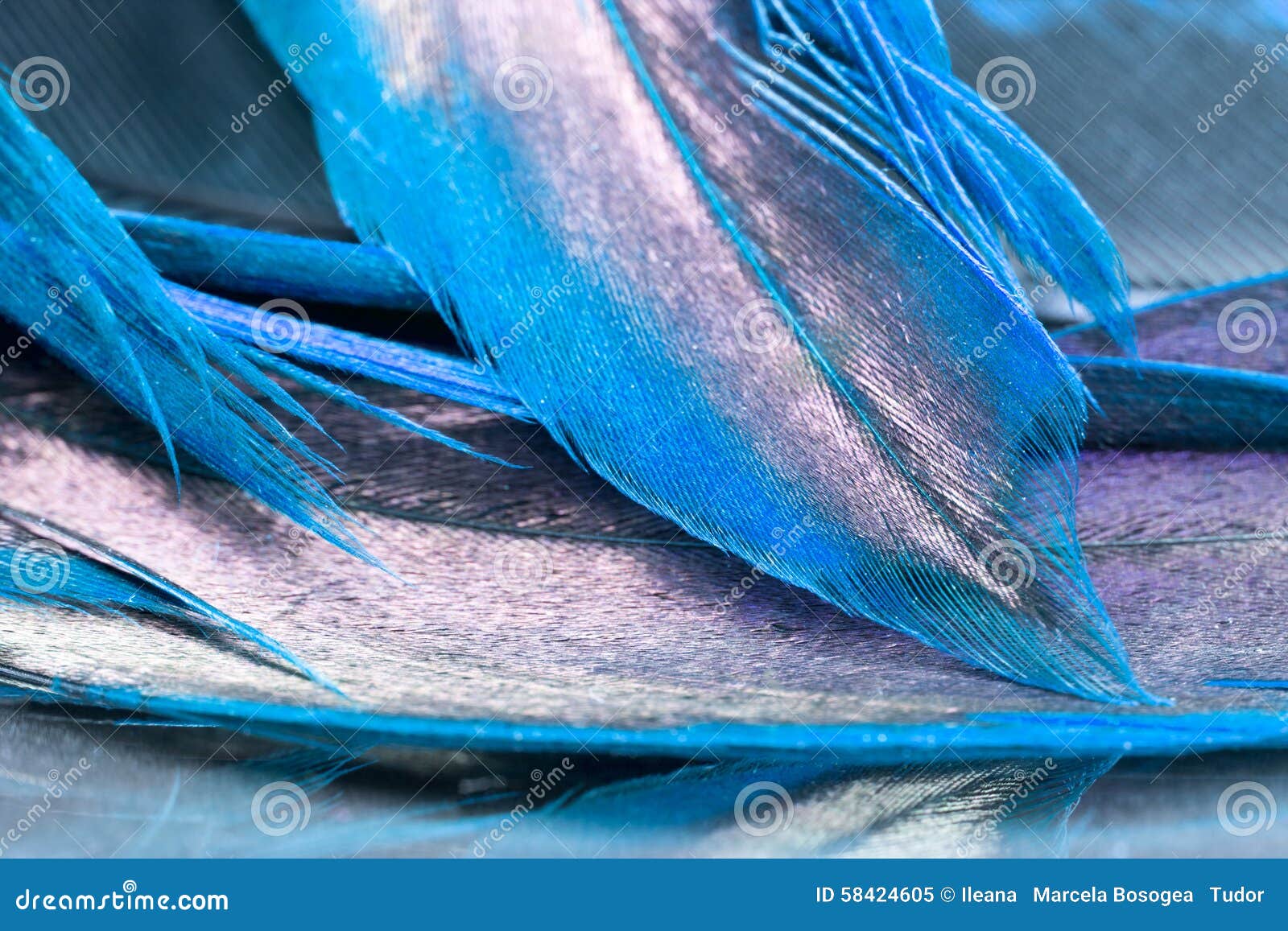 Colorful hen feather stock image. Image of detail, elegance - 58424605