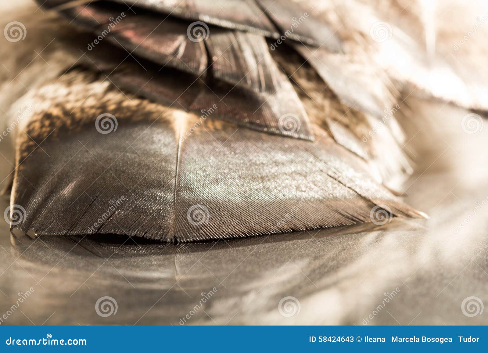 Colorful hen feather stock image. Image of rural, fowl - 58424643