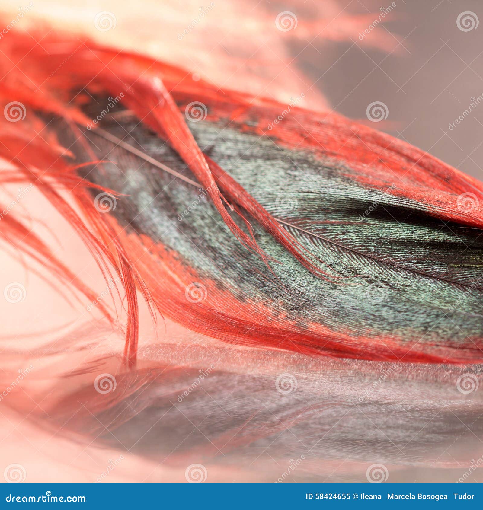 Colorful hen feather stock image. Image of bright, isolated - 58424655