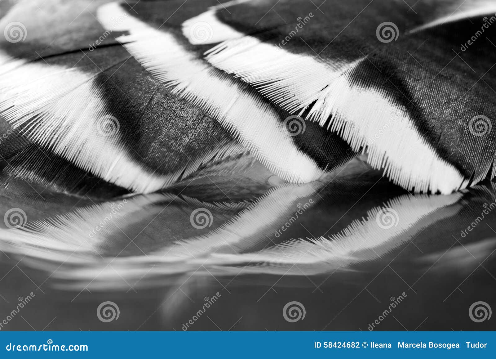 Colorful hen feather stock photo. Image of elegance, details - 58424682