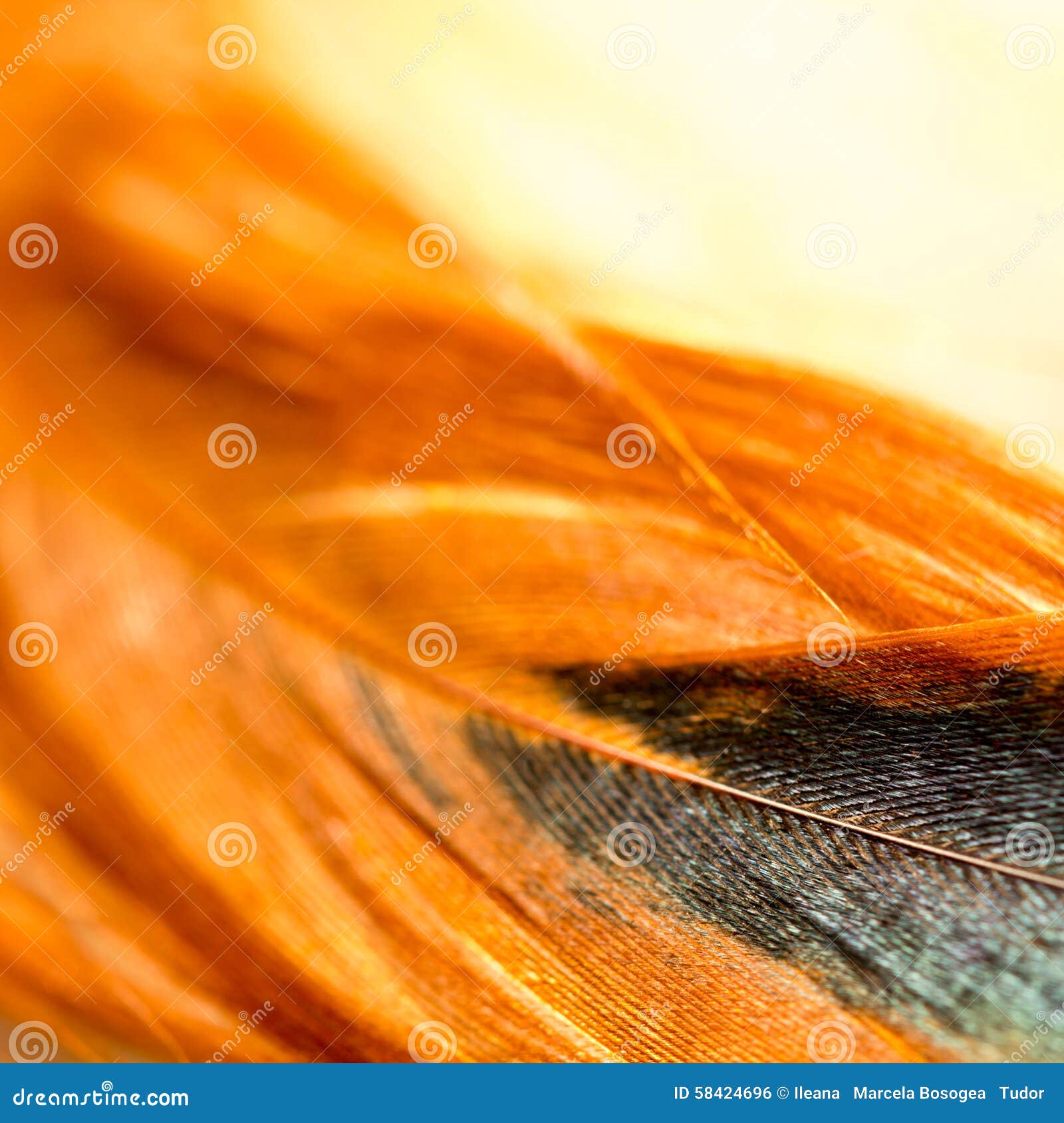 Colorful hen feather stock photo. Image of beautiful - 58424696