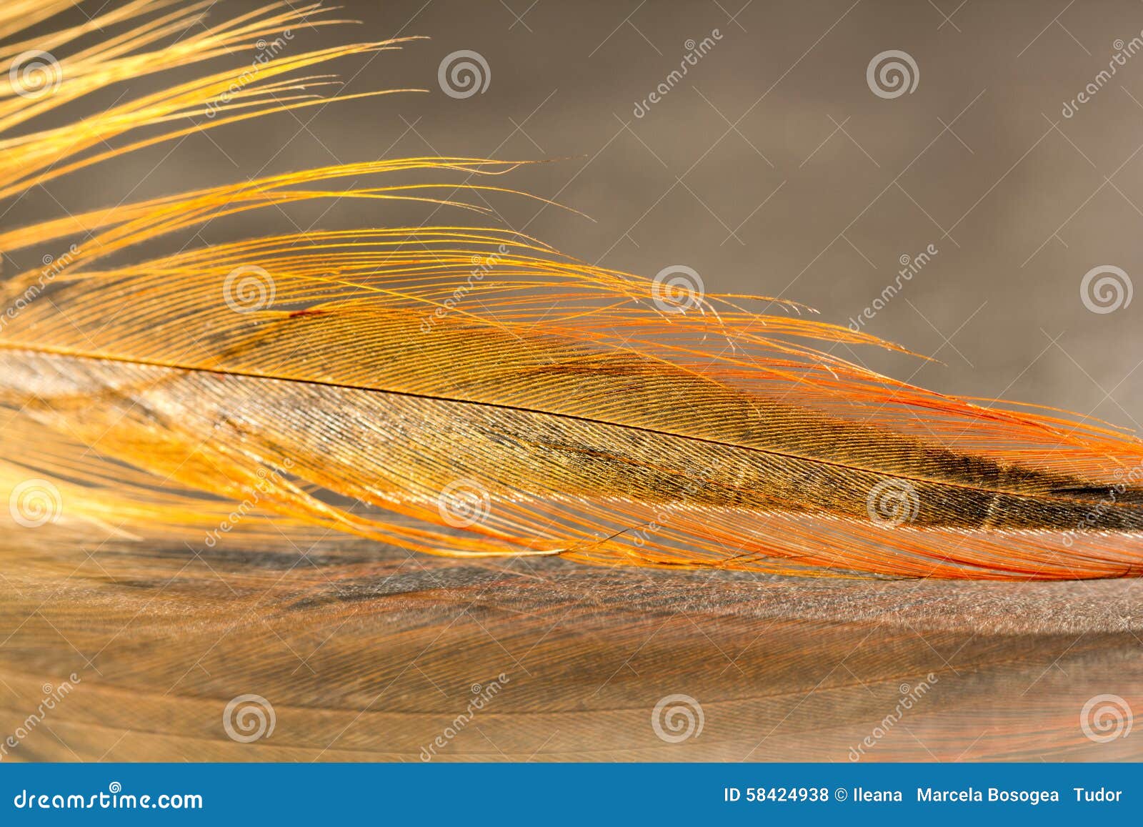 Colorful hen feather stock photo. Image of ornamental - 58424938