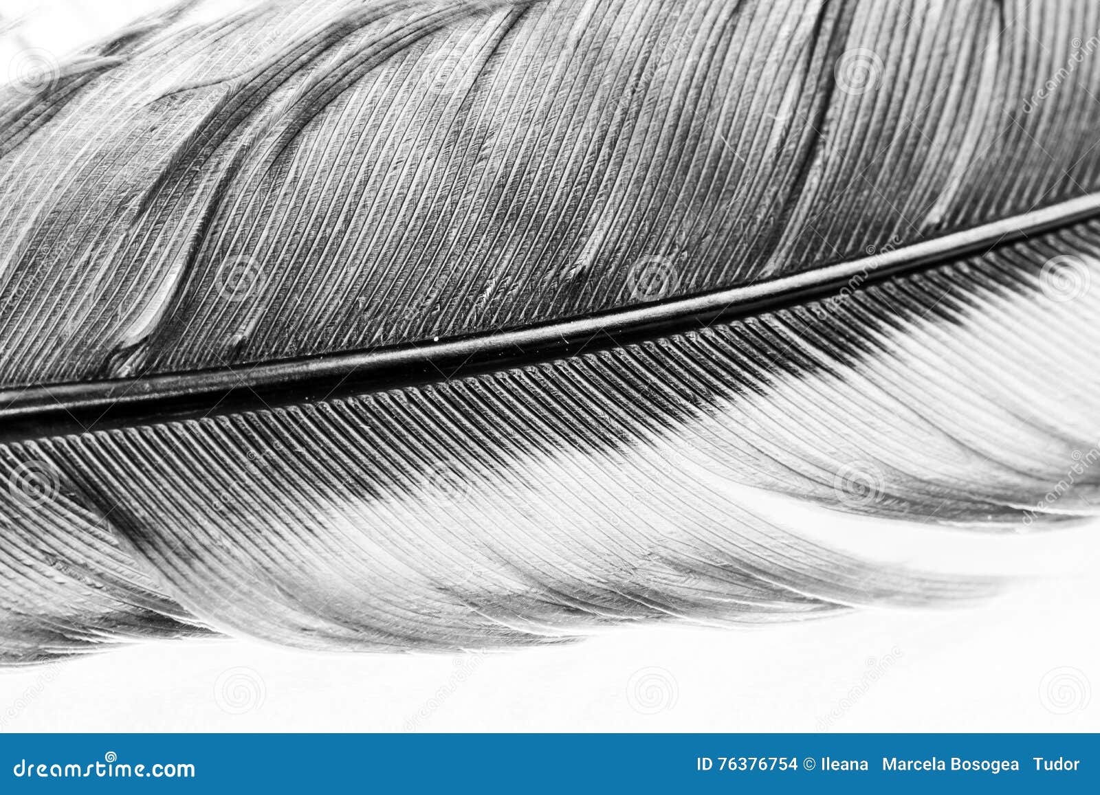 Colorful Hen Feather with Details Stock Photo - Image of environmental ...