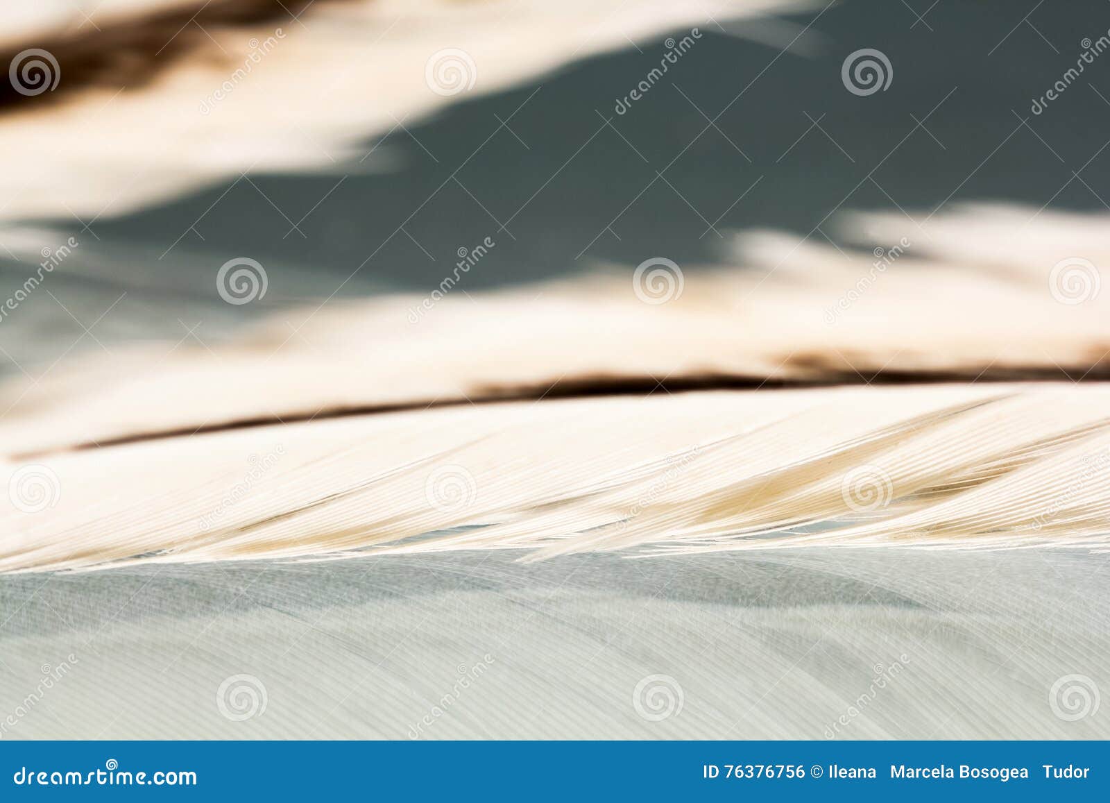 Colorful Hen Feather with Details Stock Photo - Image of natural, fowl ...