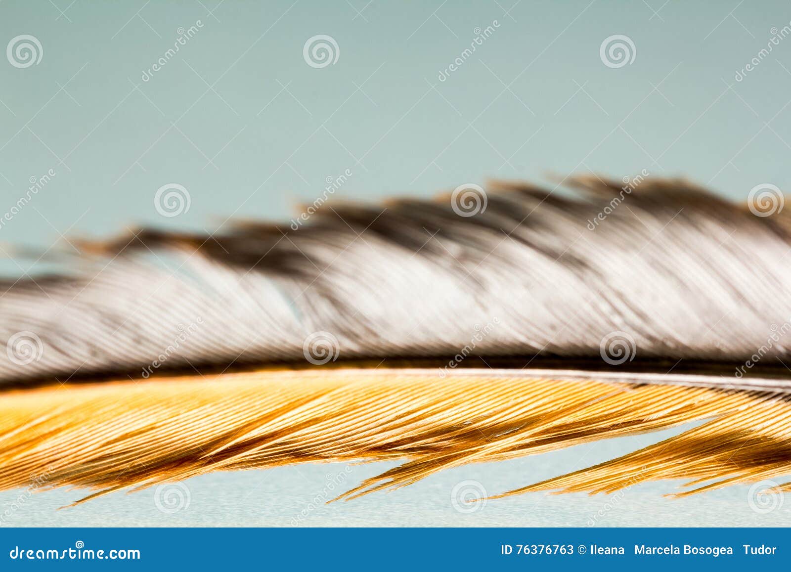 Colorful Hen Feather with Details Stock Image - Image of beautiful ...