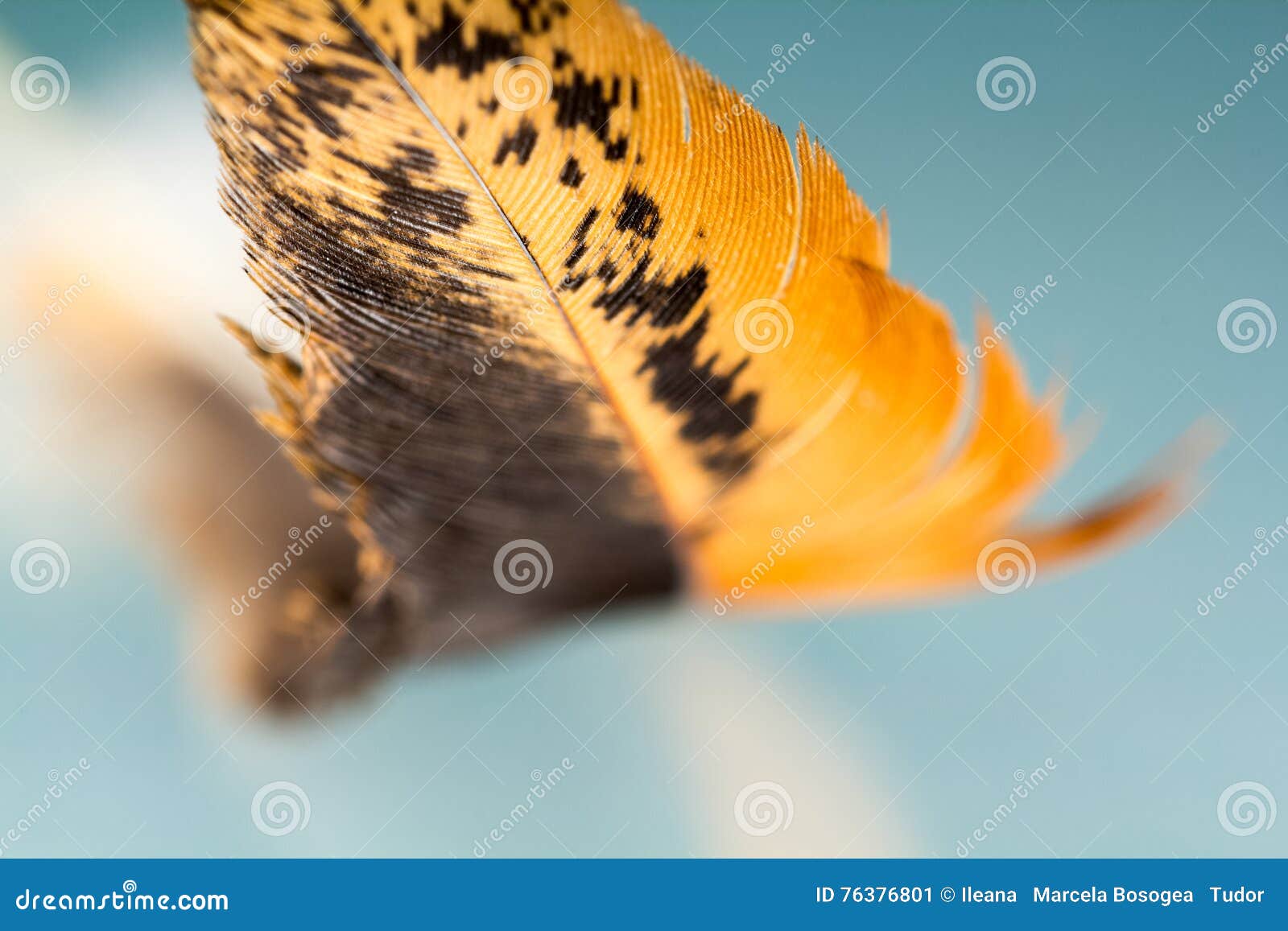 Colorful Hen Feather with Details Stock Image - Image of macro, light ...