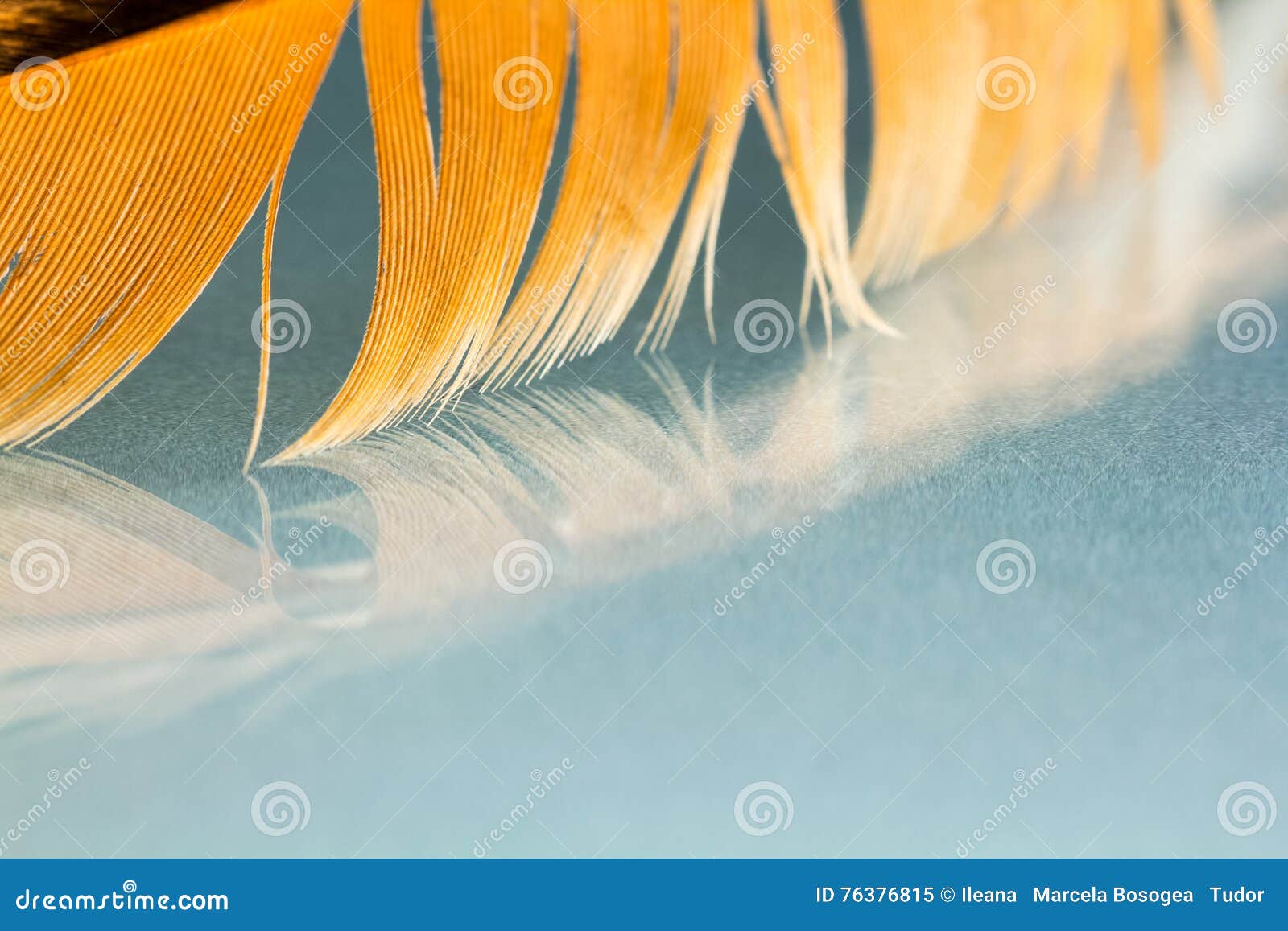 Colorful Hen Feather with Details Stock Image - Image of bird, animal ...