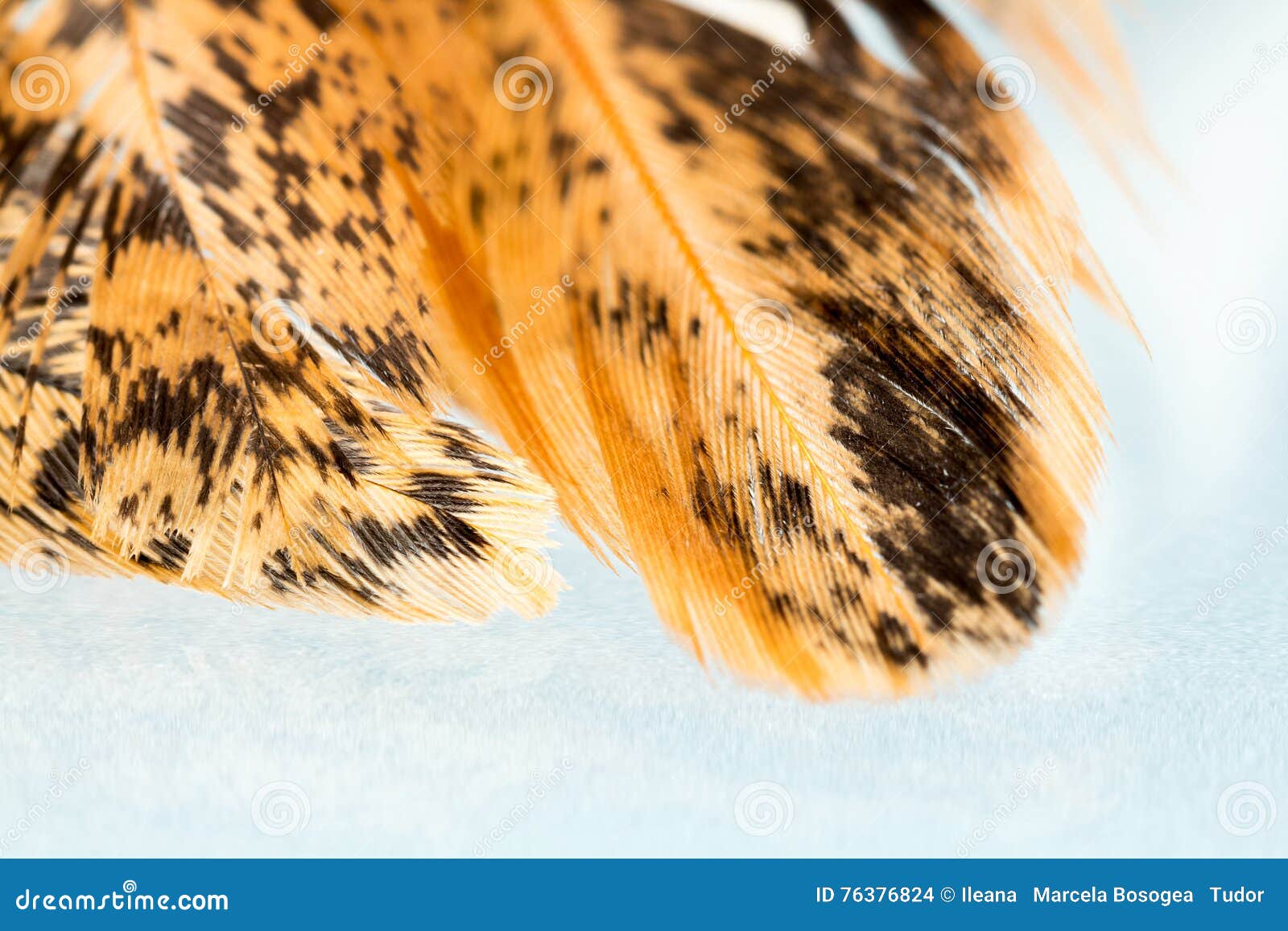 Colorful Hen Feather with Details Stock Photo - Image of black, single ...
