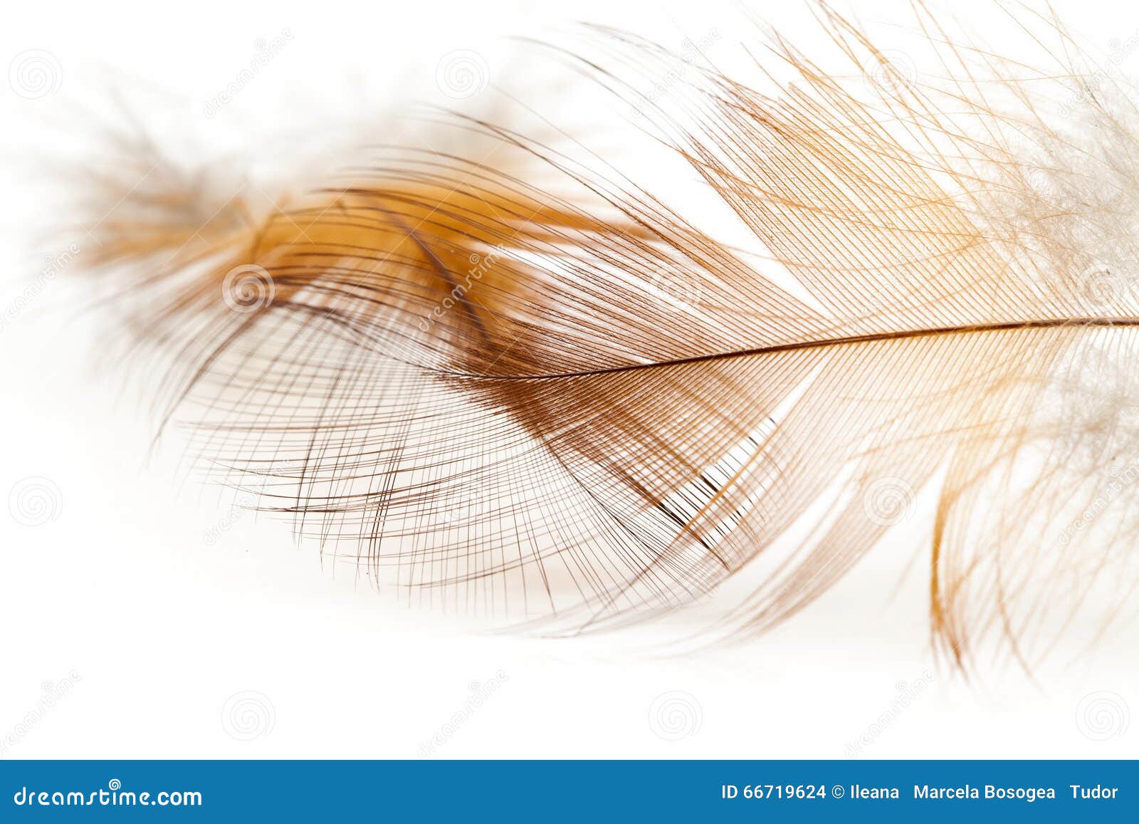 Colorful hen feather stock photo. Image of background - 66719624