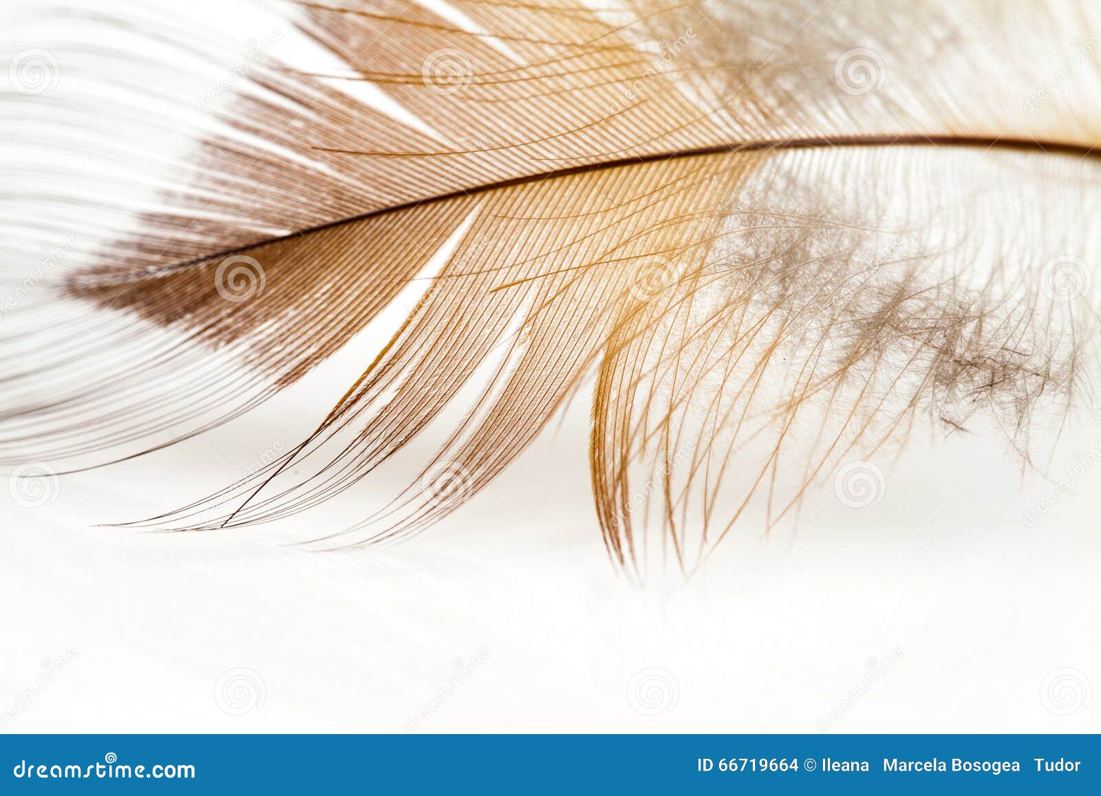 Colorful hen feather stock photo. Image of single, studio - 66719664