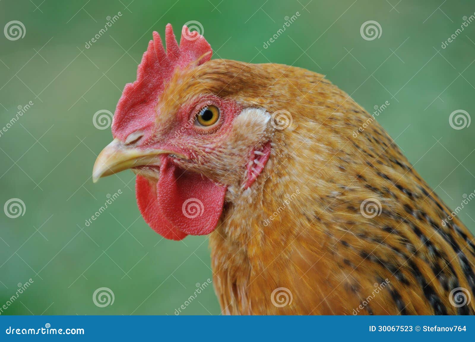 Hen stock image. Image of farm, farming, natural, domesticated - 30067523