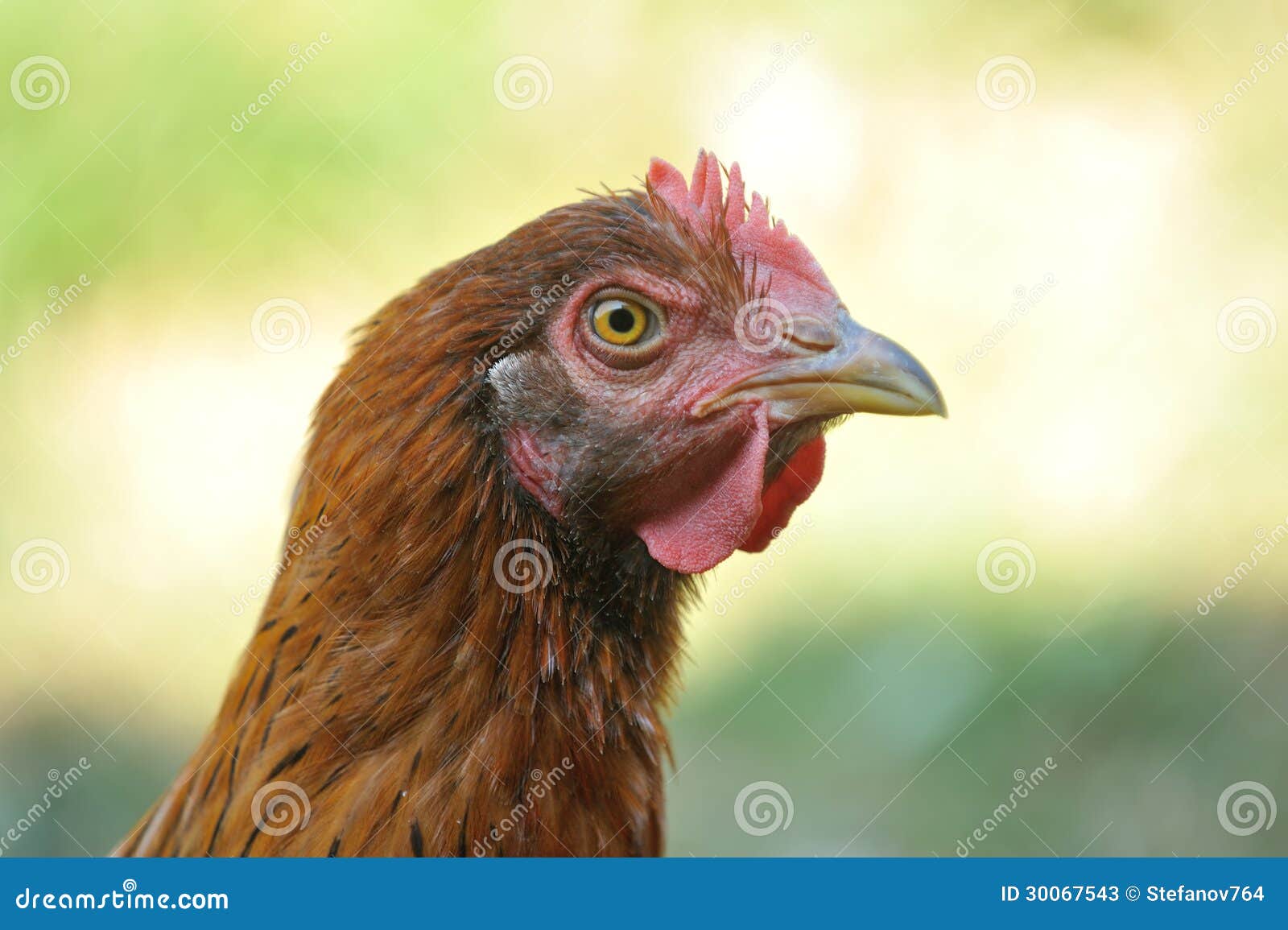 Hen stock image. Image of livestock, live, bird, domesticated - 30067543