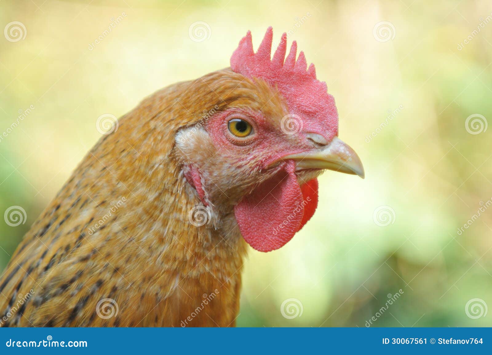 Hen stock image. Image of farm, poultry, animal, chicken - 30067561