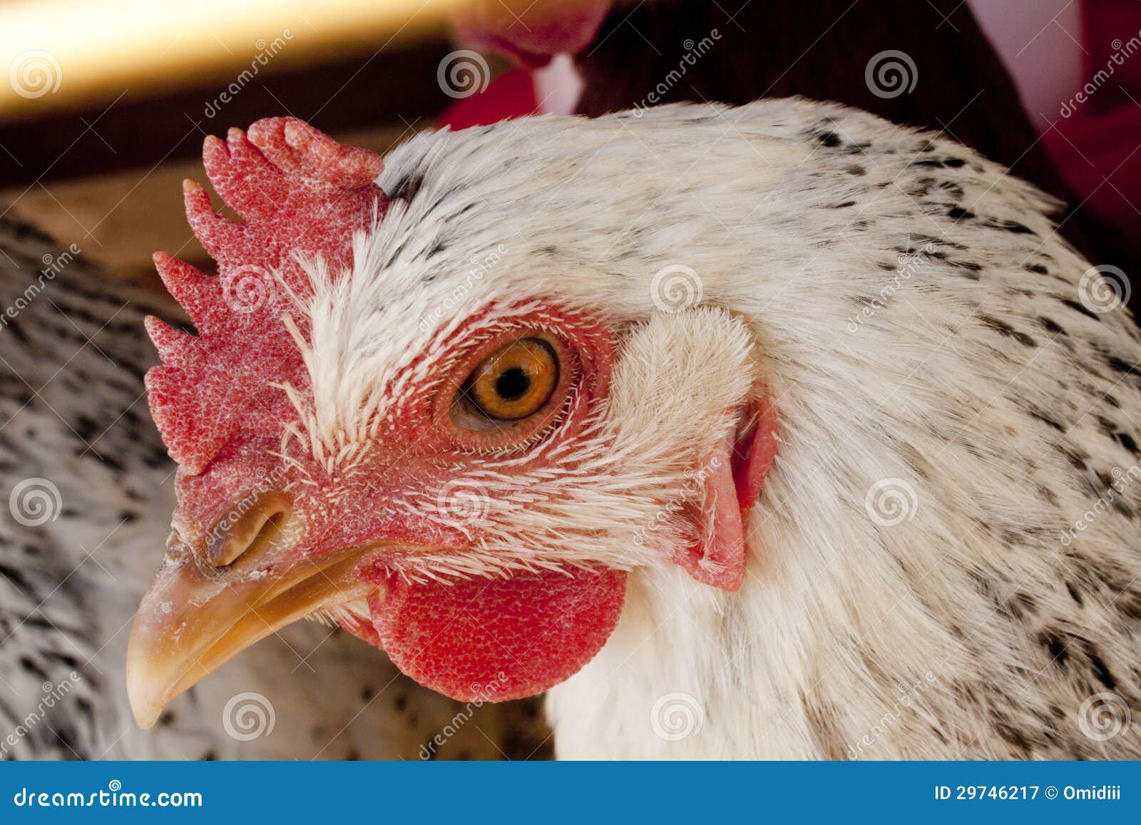 Hen house stock image. Image of close, bright, bedding - 29746217