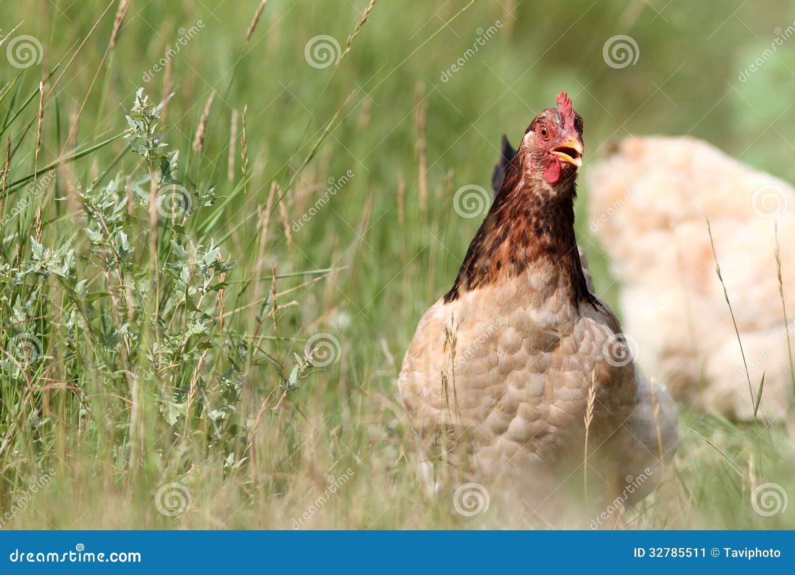 Colorful Hen Running in the Grass Stock Image - Image of alive, feather ...