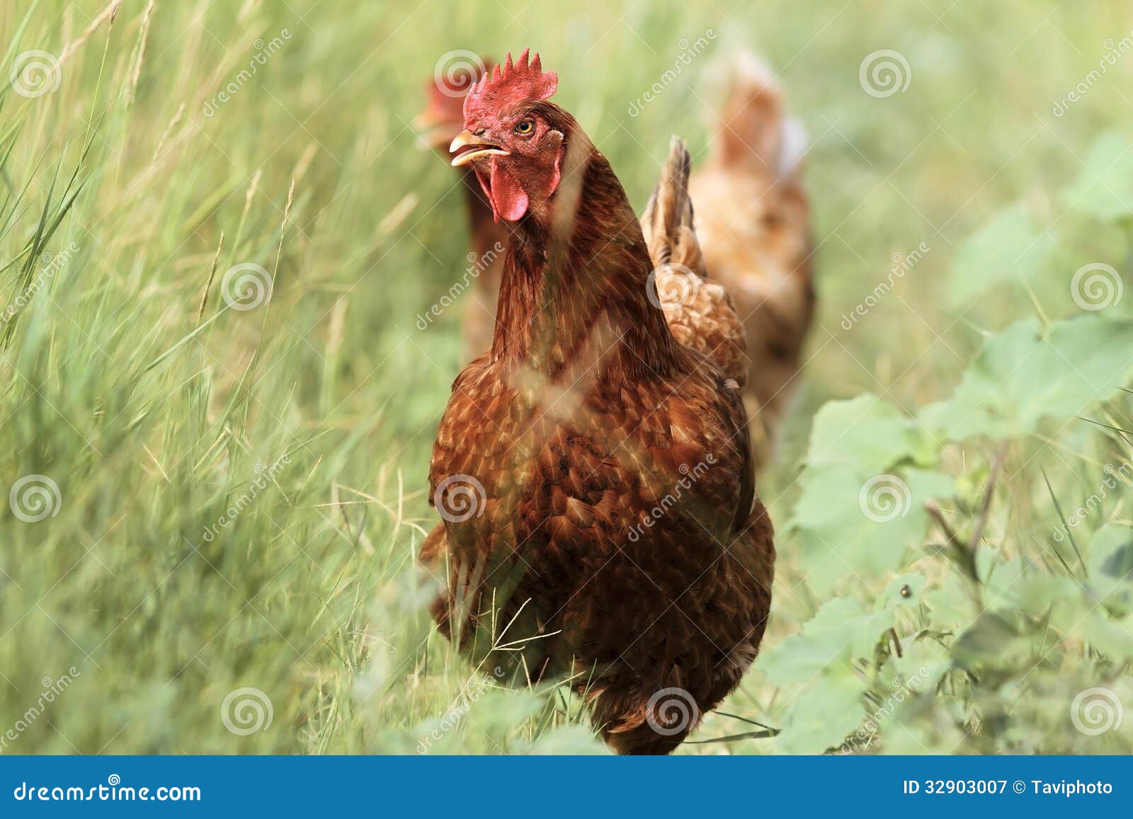 Colorful hen running stock image. Image of female, farming - 32903007