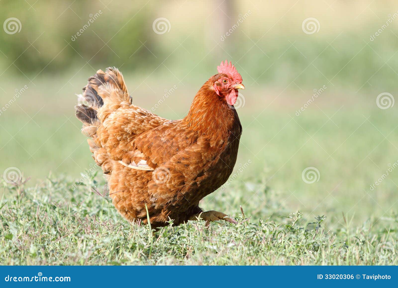 Colorful Hen Walking on Lawn Stock Photo - Image of fowl, outdoors ...