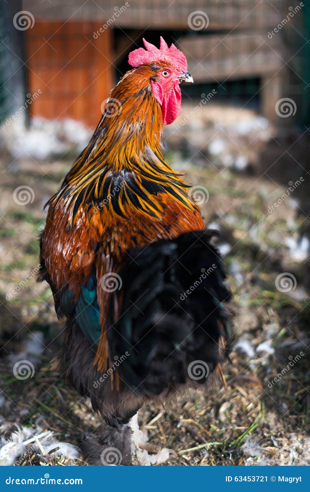 Colorful Hen Walking on Poultry Yard Looking at the Camera. Stock Image ...