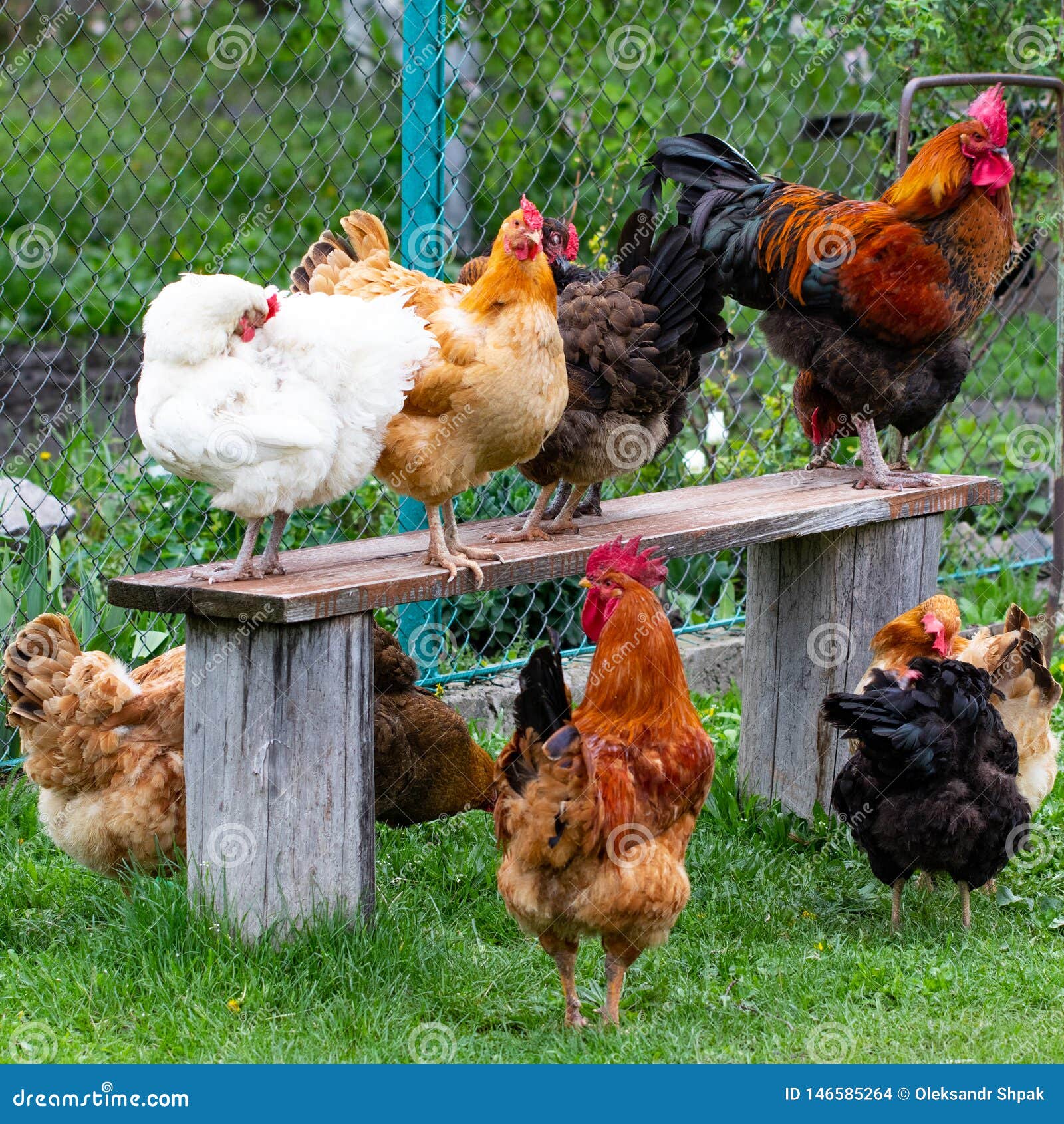 Colorful Hens and Roosters on the Grass in a Field Stock Photo - Image ...