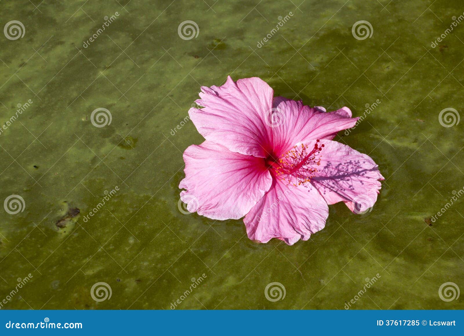 Colorful Hibiscus Flower Floating on Algae Infested Water Stock Image ...