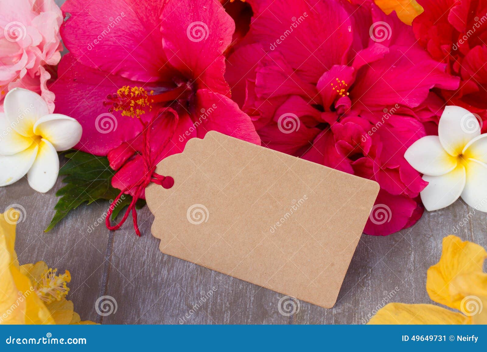 Colorful Hibiscus Flowers with Tag Stock Image - Image of green, lable ...