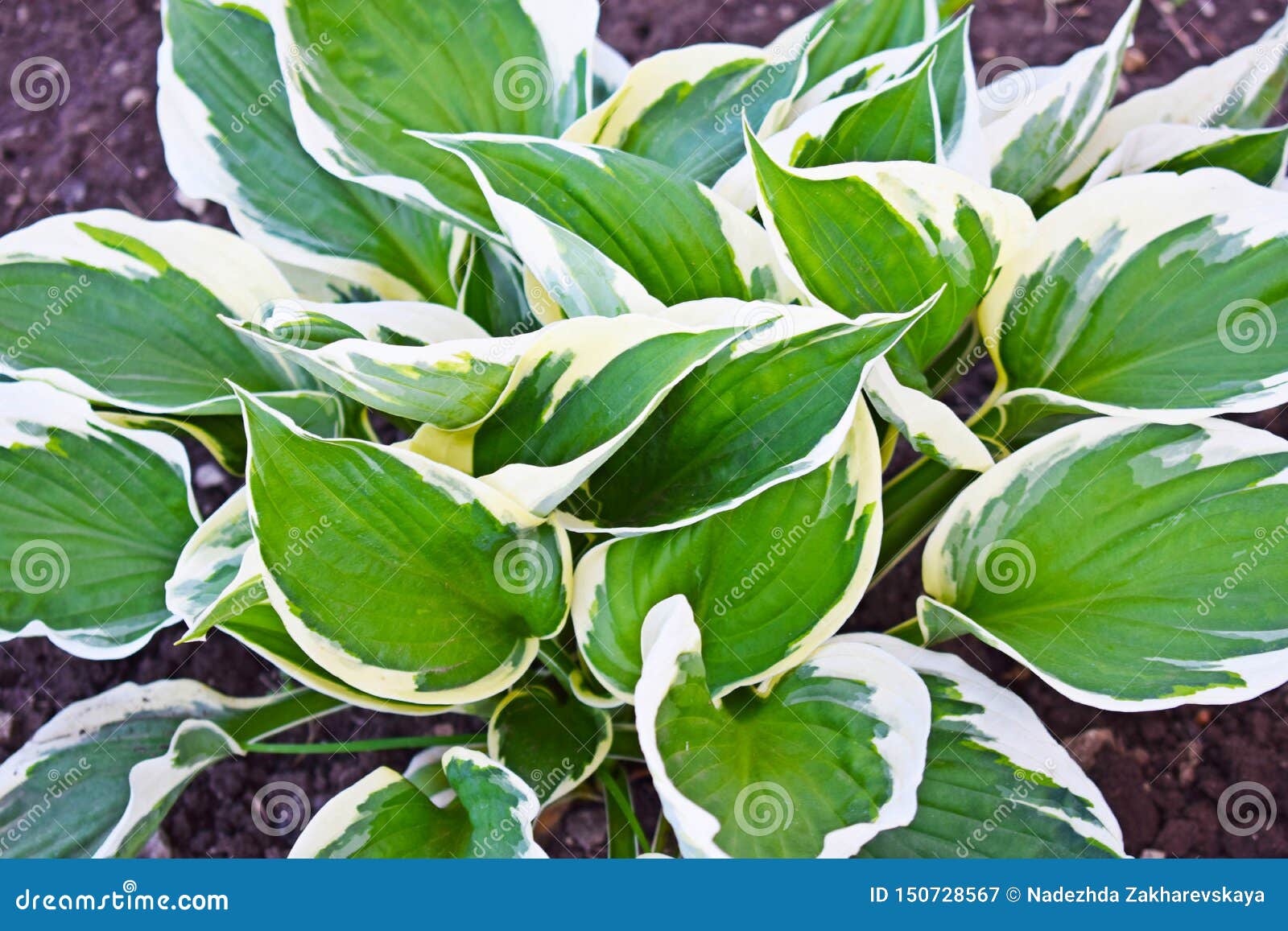 Colorful host. stock image. Image of flora, decorative - 150728567