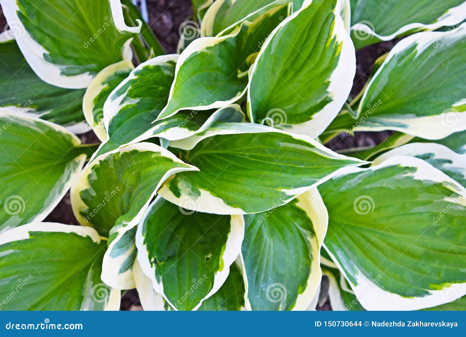 Colorful host. stock photo. Image of beautiful, garden - 150730644