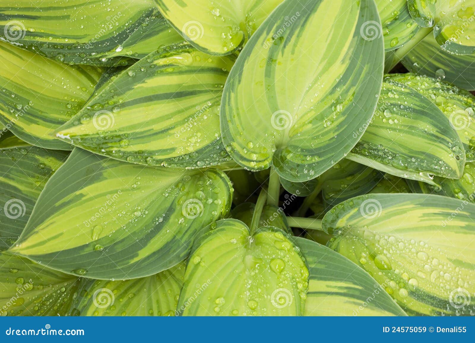 Colorful hosta stock image. Image of horticulture, leaves - 24575059