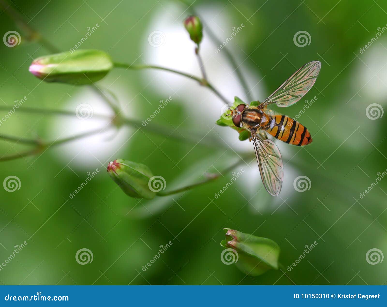 Colorful hover fly stock photo. Image of park, detailed - 10150310
