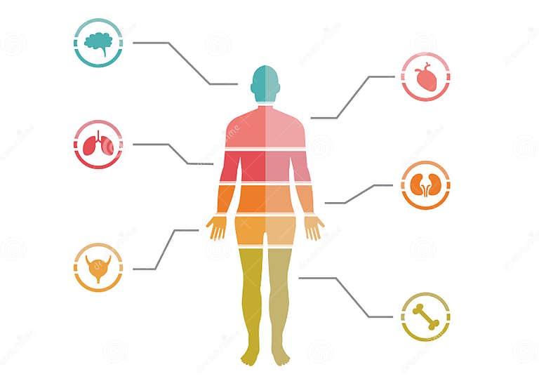 Colorful Human Body Chart stock illustration. Illustration of human ...