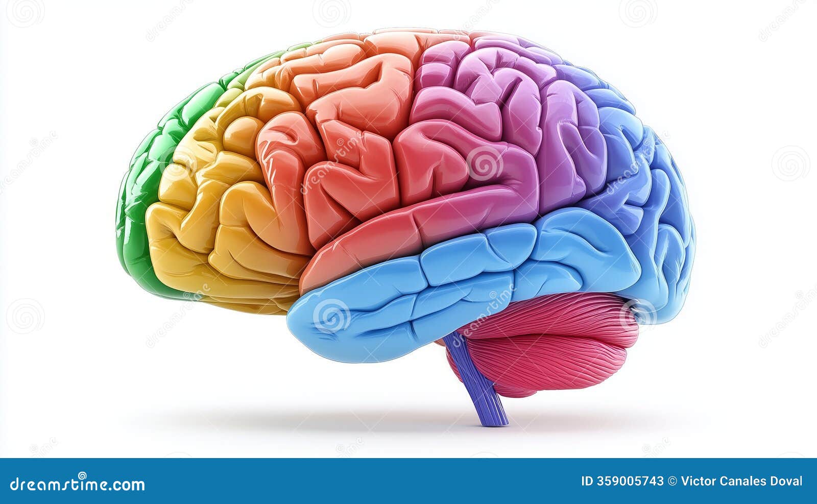 Colorful Human Brain Showing Different Lobes Representing Mental ...