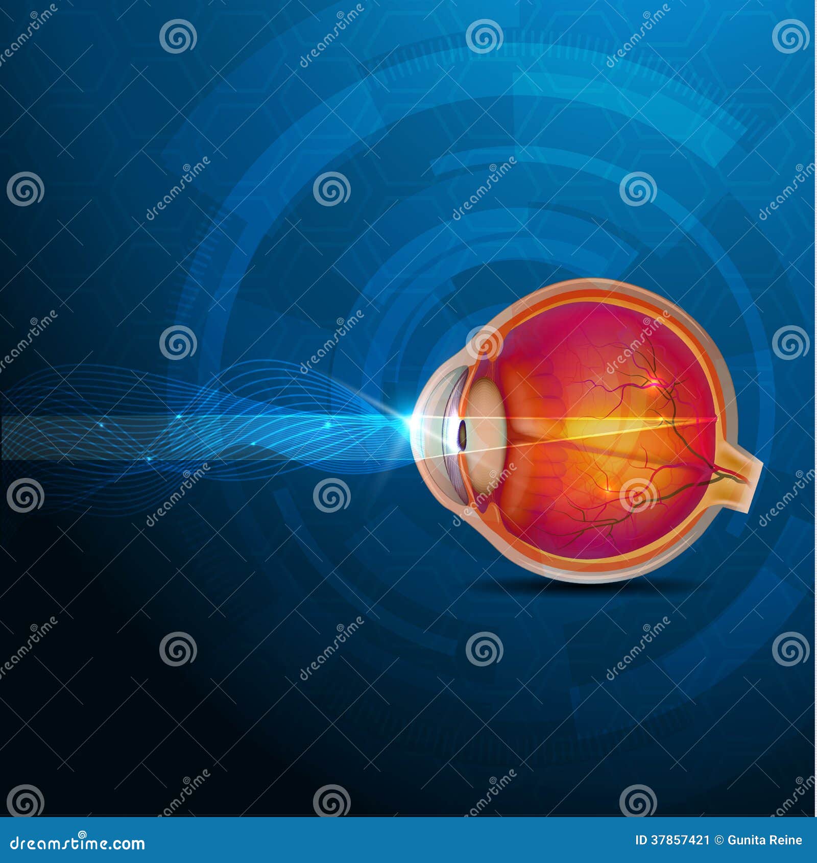 Colorful Human Eye, Normal Sight Abstract Design Stock Vector ...