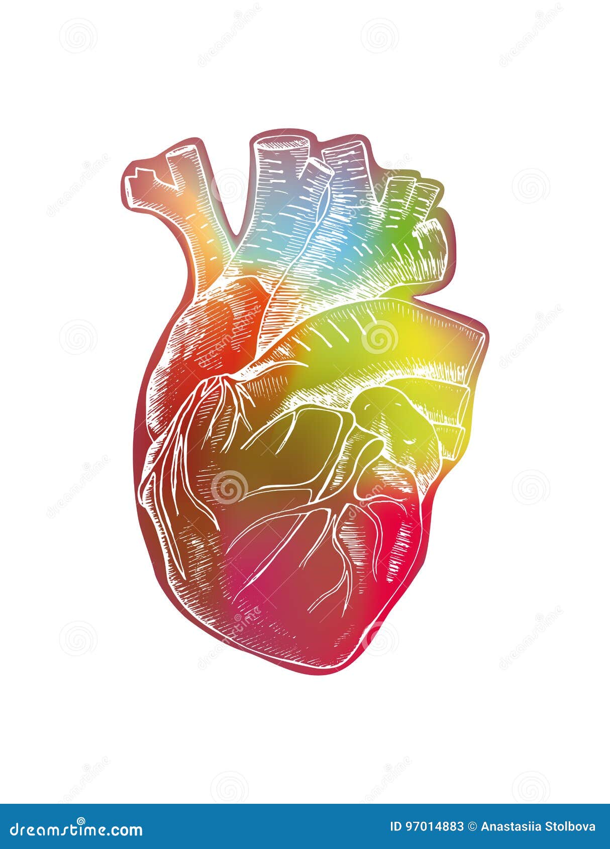 Colorful human heart stock vector. Illustration of artery - 97014883